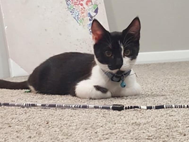 Archie needs medical help - Questions - Givealittle