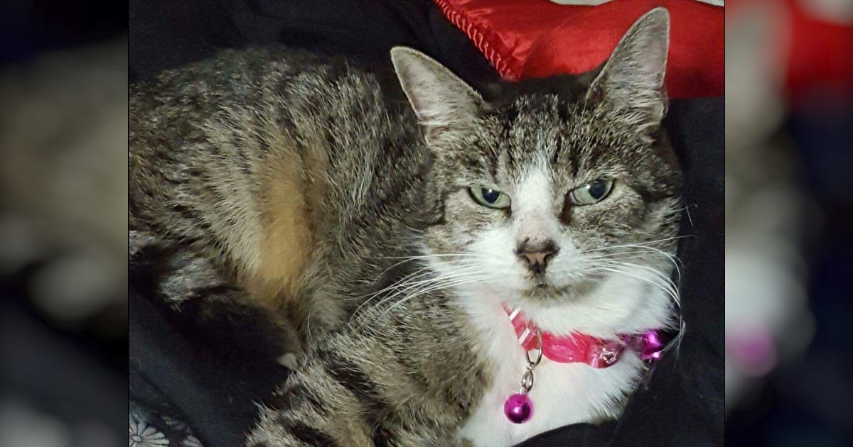 Help rohanne with her vet bill. - Givealittle
