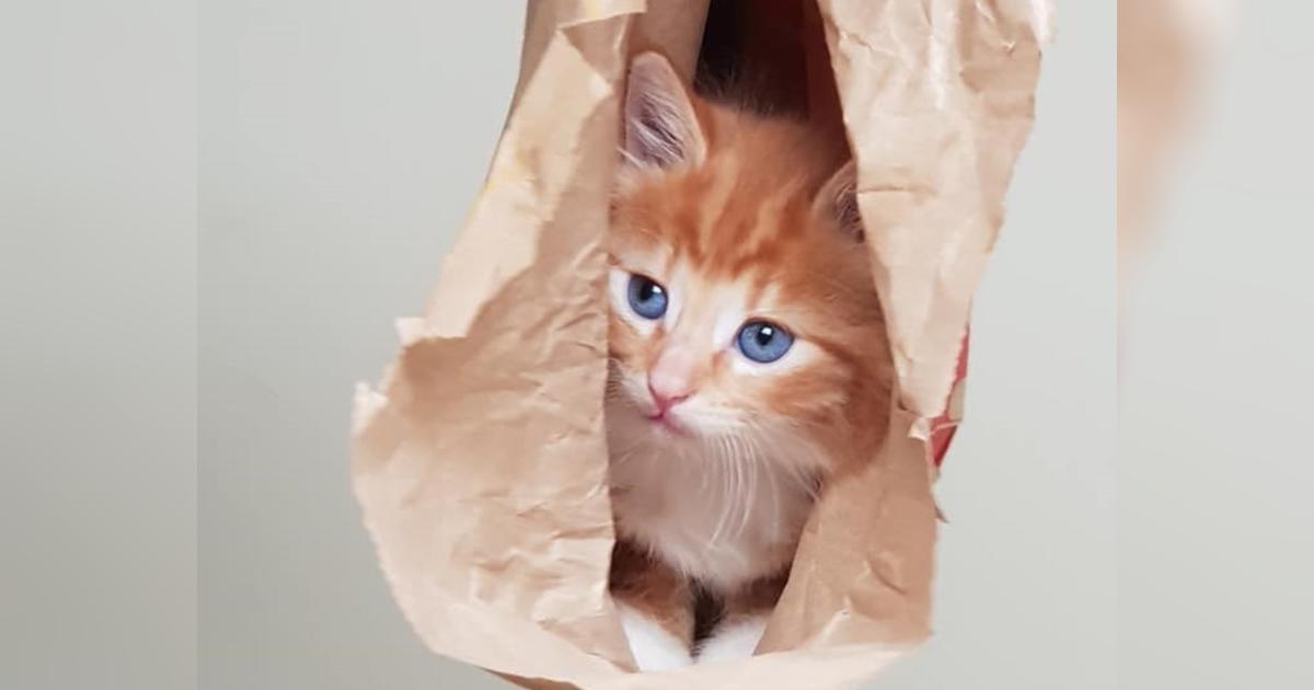 The Kitten Inn - Givealittle