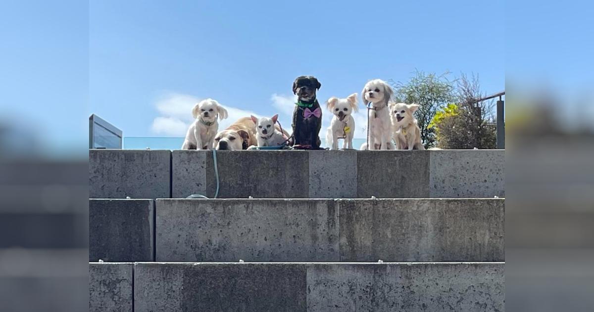 Dogs deserve better, let's show them how much! - Givealittle