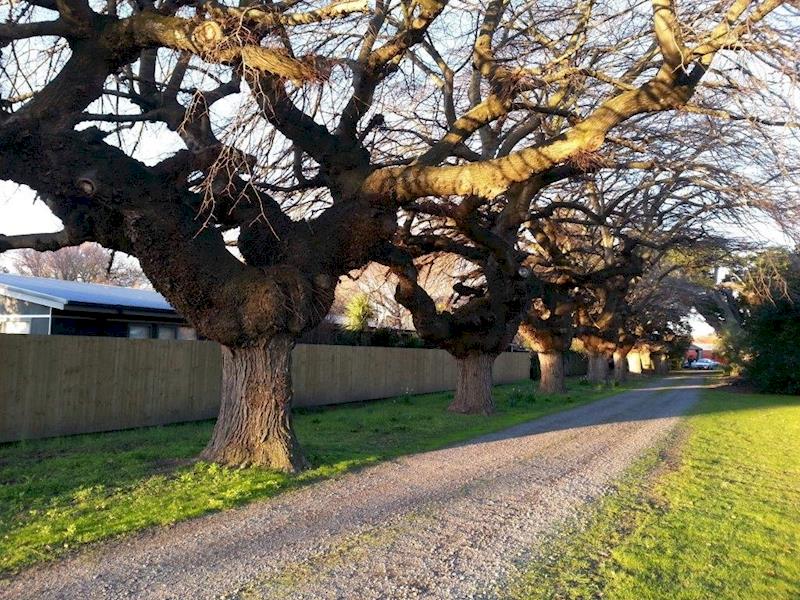 Save Heritage Trees in Christchurch - Givealittle