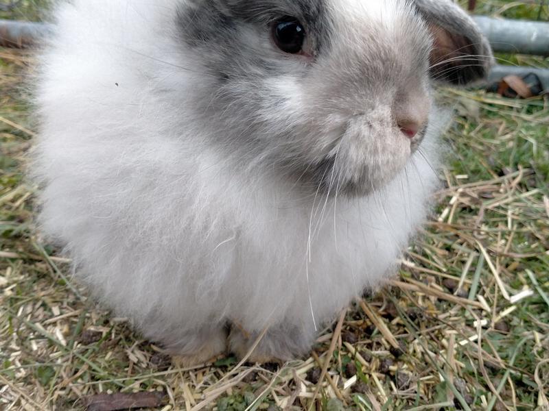 Rabbit Desex - Updates - Givealittle