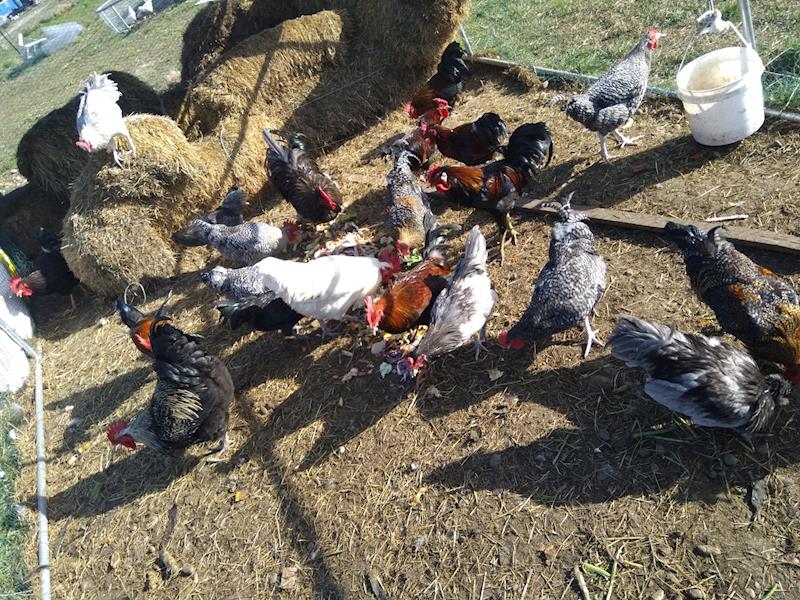 North Canterbury Chicken Rescue - Givealittle