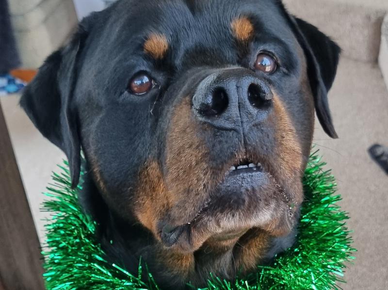 Angus needs your help ! - Questions - Givealittle