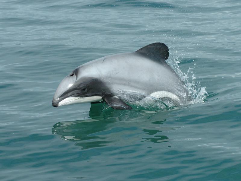 New boat for conservation research on NZ's dolphins and whales ...