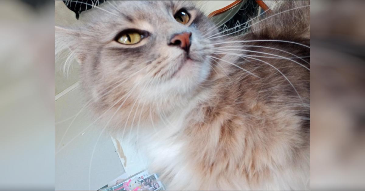 Possom the puddy cat - Givealittle