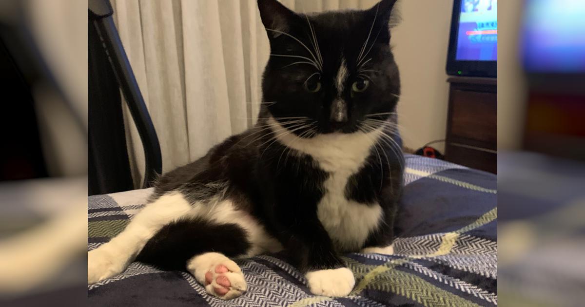 Sox The Cat: A Call For Help - Givealittle