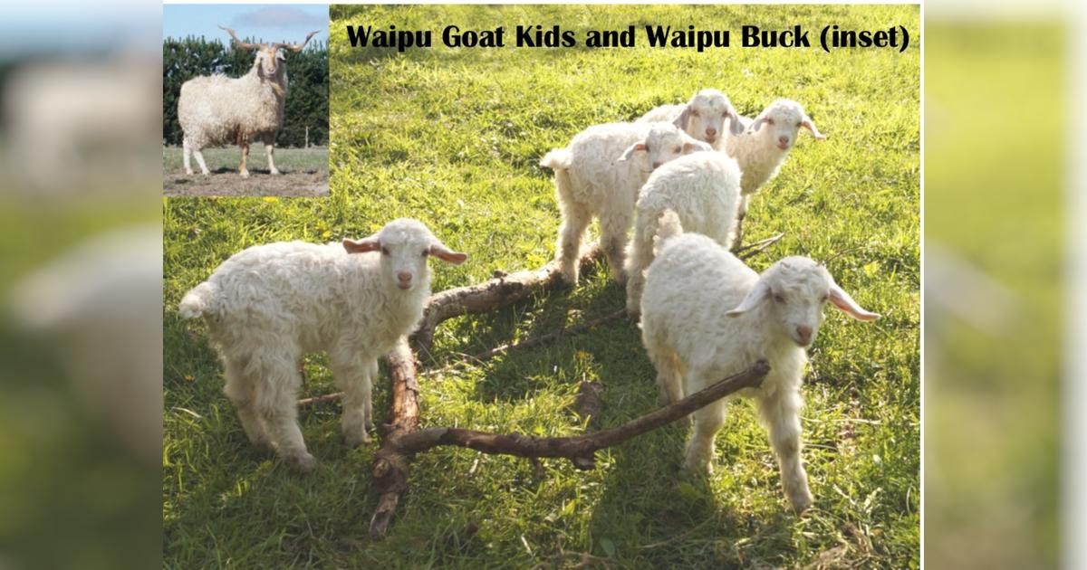 Rare Waipu Goats Need Your Help - Givealittle