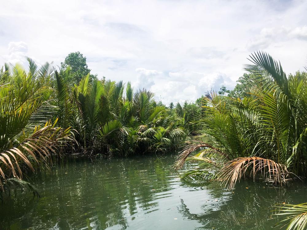 Mangrove Conservation in the Philippines - Givealittle