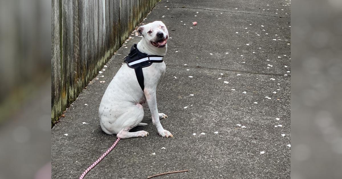 Emergency Vet Care & Surgery for Blue - Givealittle