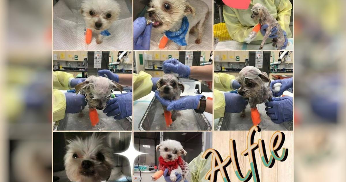 Hands up for PAWS (Animal Shelter) - Givealittle