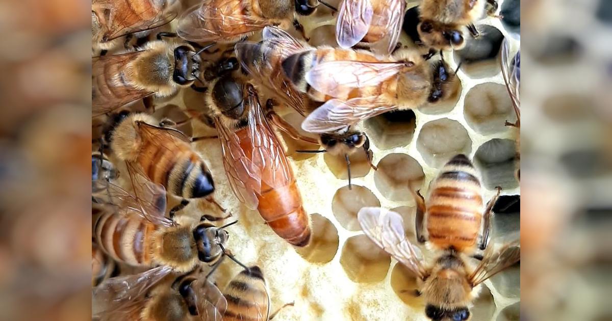 Honey Bee Rescue - Givealittle