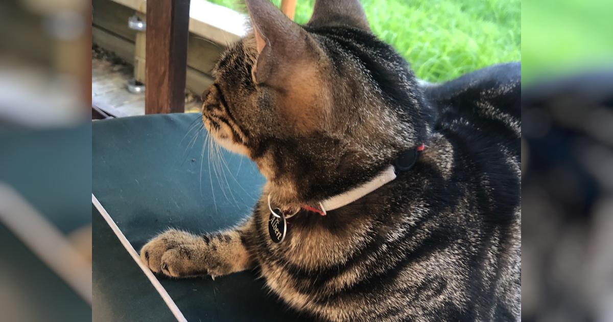 Albert’s medical fundraiser - Givealittle