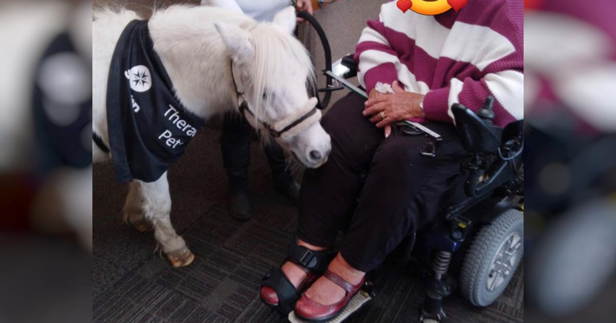 Therapy Mini Horses working for the community. - Givealittle
