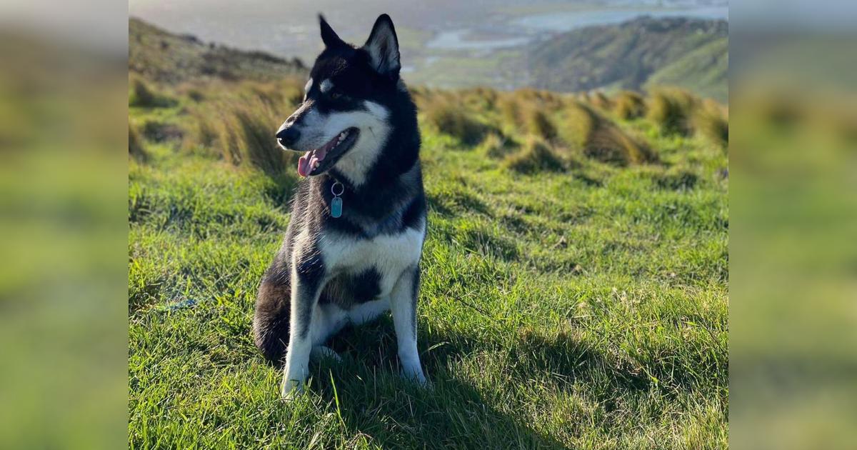 Help Luna the Husky Get Urgent Vet Care - Givealittle