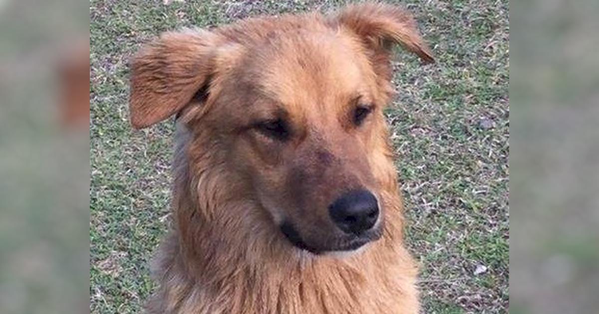 Please help us save the life of a young dog in Rarotonga. - Givealittle