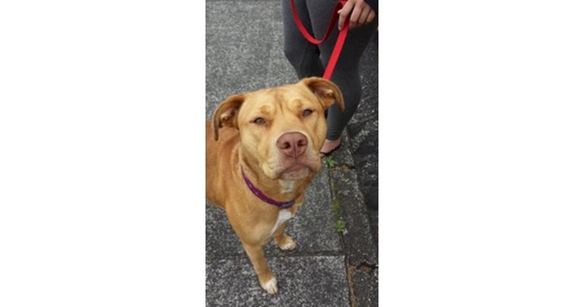 Noobi Needs Your Help for Urgent Surgery - Givealittle