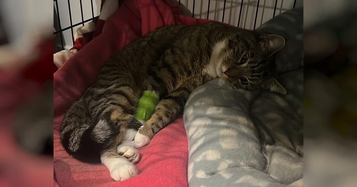 Help Skye Heal – Support Her Life-Saving Surgery - Givealittle