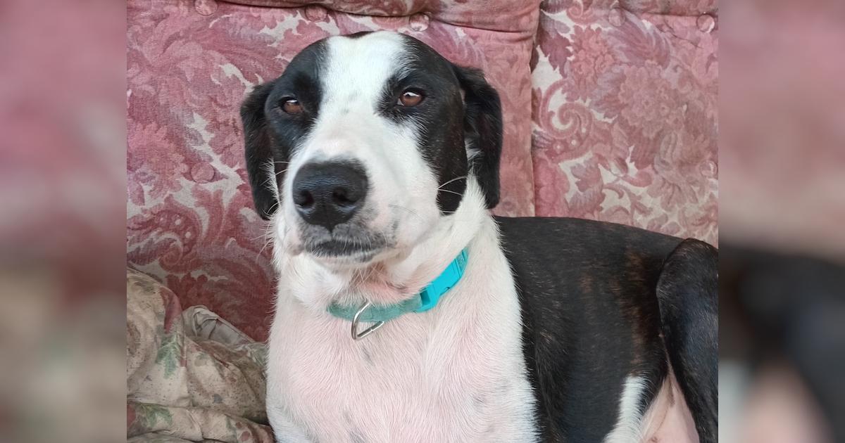 My dog Wilson needs an amputation - Givealittle