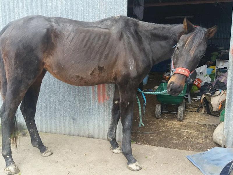 Horse Sanctuary for abused and neglected horses!!! - Givealittle