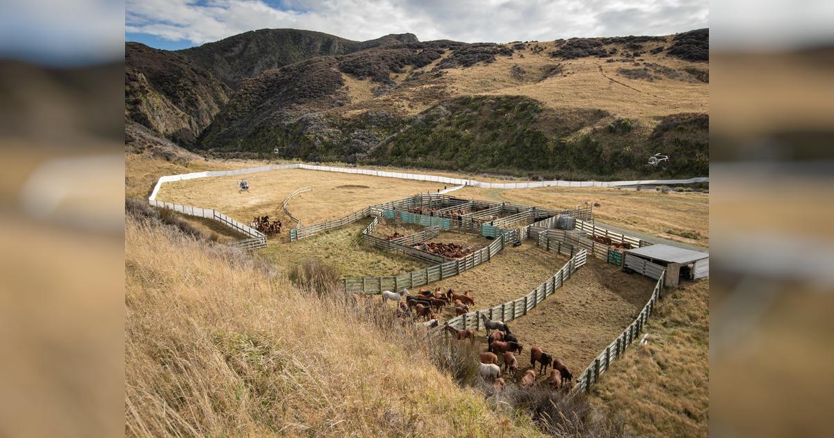 279 Wild Kaimanawa Horses. 279 Days. 279 Lives Saved. - Givealittle