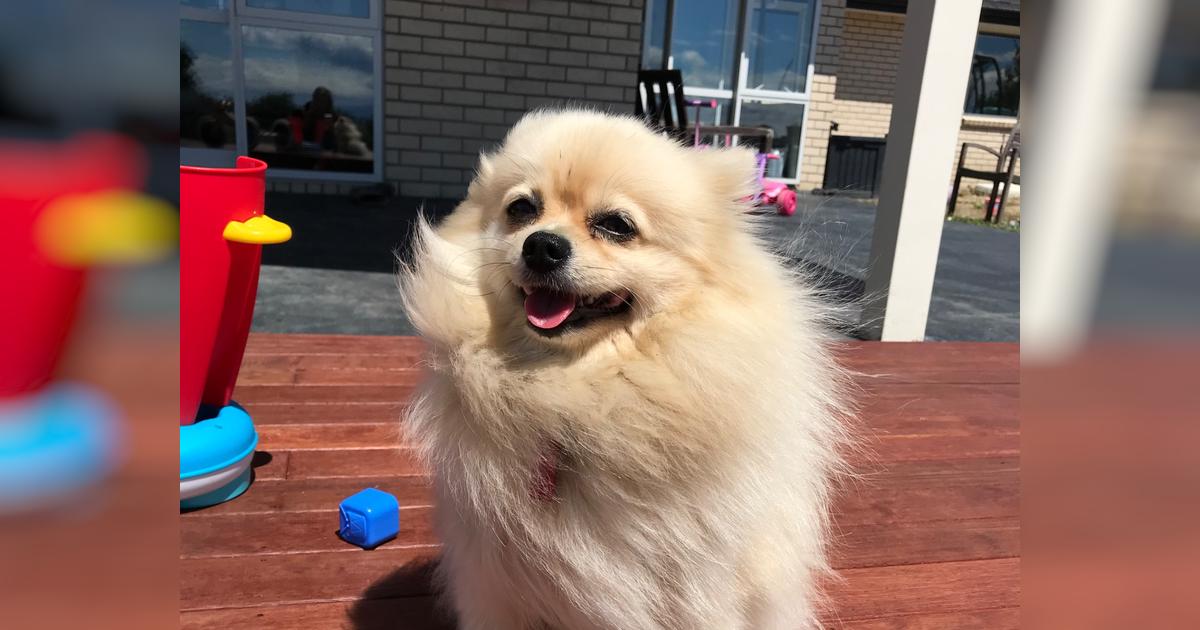 Dog squashed by horse - Givealittle