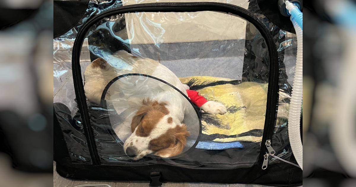 Help little Bernie get better ️‍啕 - Givealittle