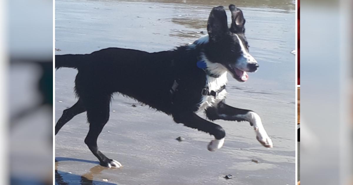 Give Lexi-Lulu a chance to run again - Givealittle