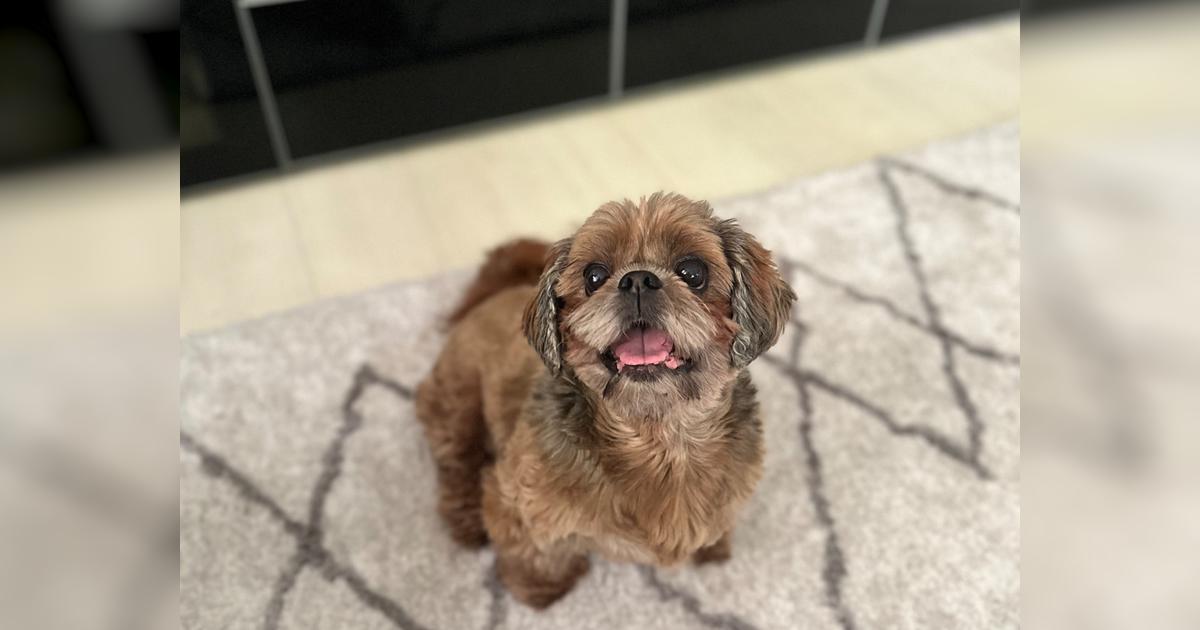 Please help Tessie get her tumours out - Givealittle