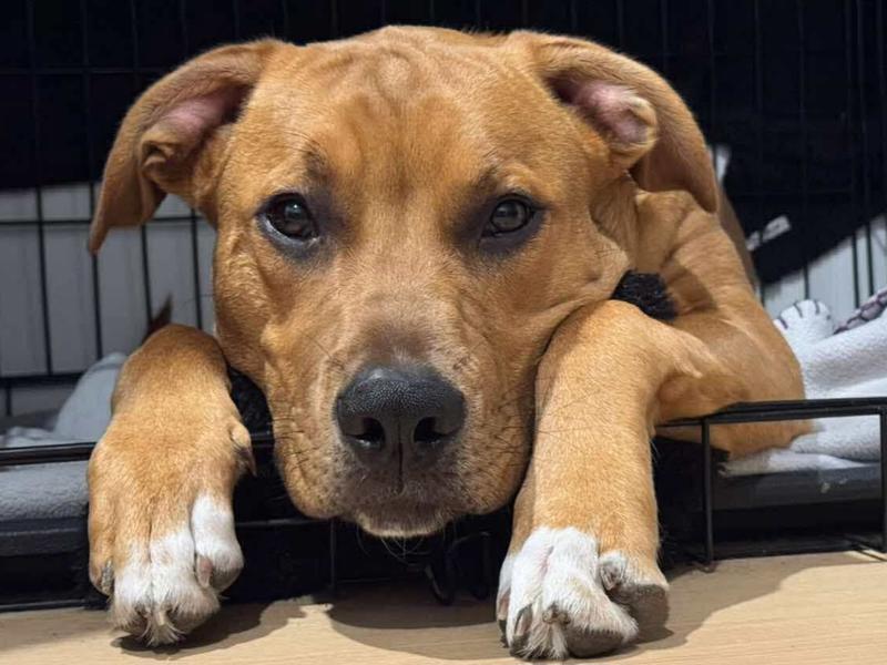 Please help our small rescue pay Loki’s vet bill ️‍啕 - Updates ...