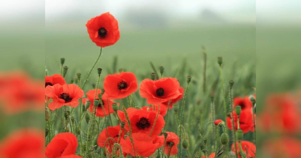 Amberley RSA Poppy day 2020 - Givealittle