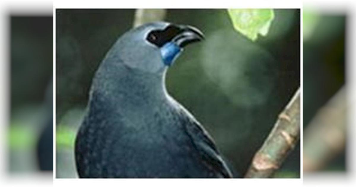 Keeping the Kokako’s song live - Givealittle