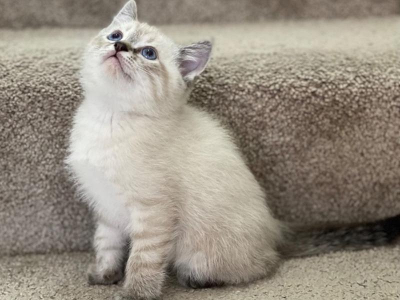Bruce the cat needs your help - Questions - Givealittle