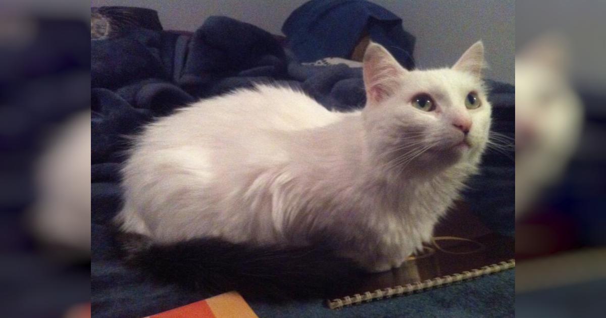 Help for my precious cat georjah’s cremation - Givealittle