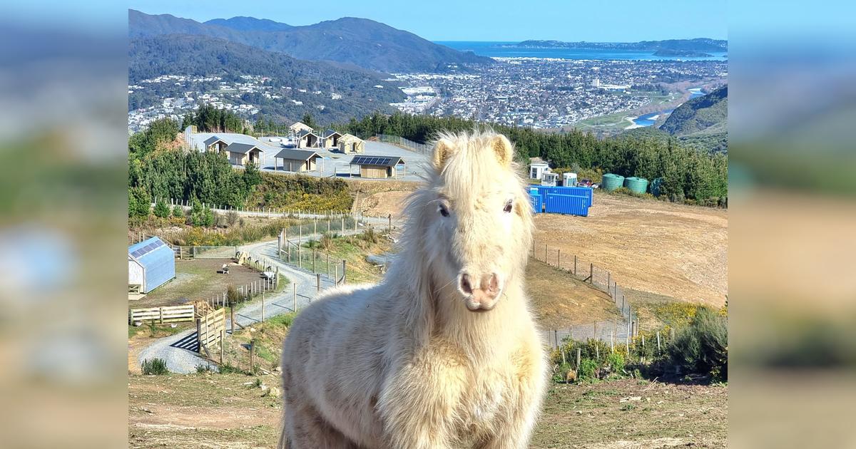 HUHA (Helping You Help Animals) Charitable Trust - Givealittle