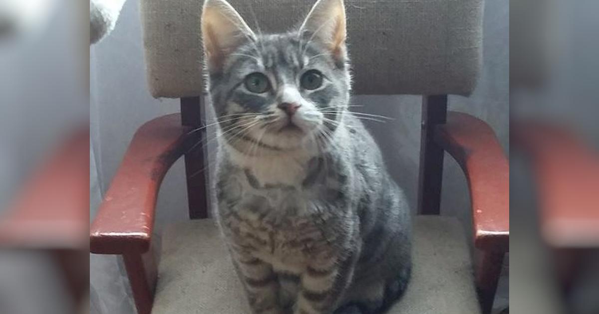 Help Minion - Givealittle