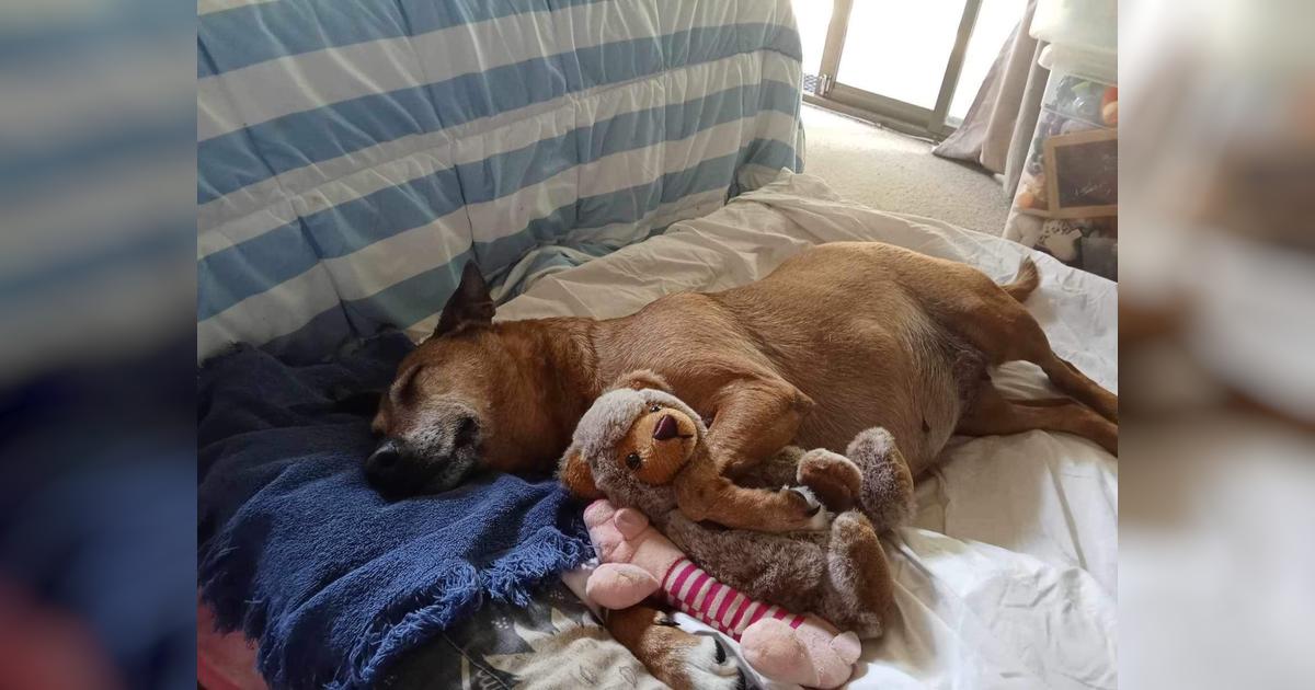 Support Roxy - Givealittle