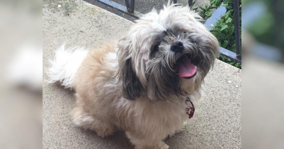 Please Help our dog Chico! - Givealittle