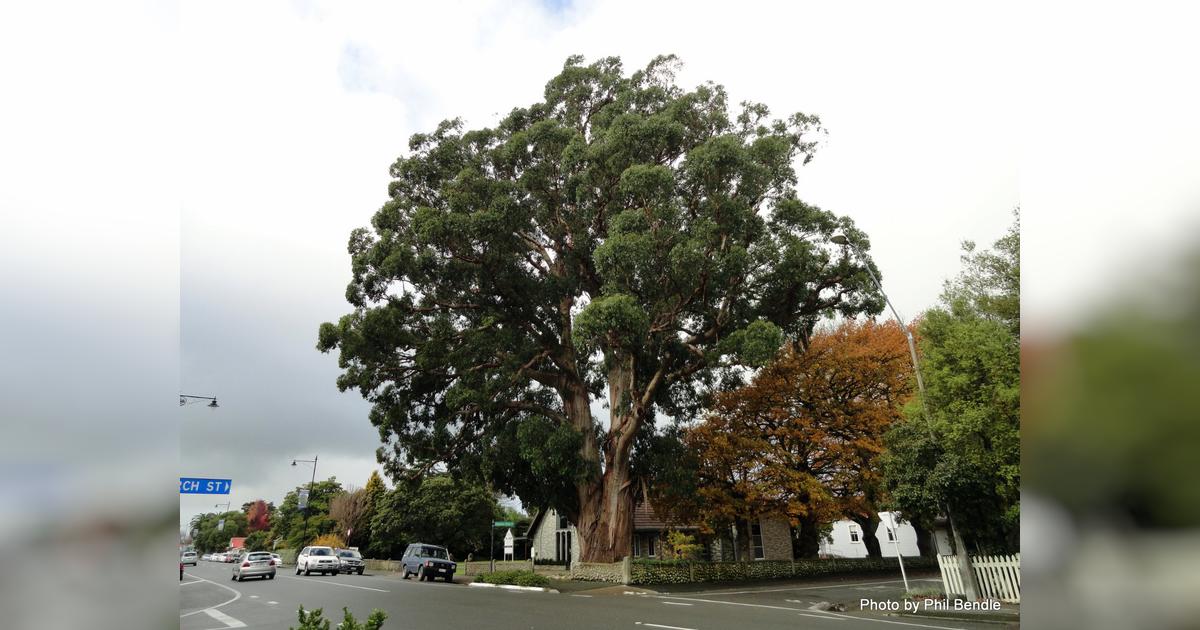 Greytown’s Historic Gum Tree Needs Our Support - Literally! - Givealittle
