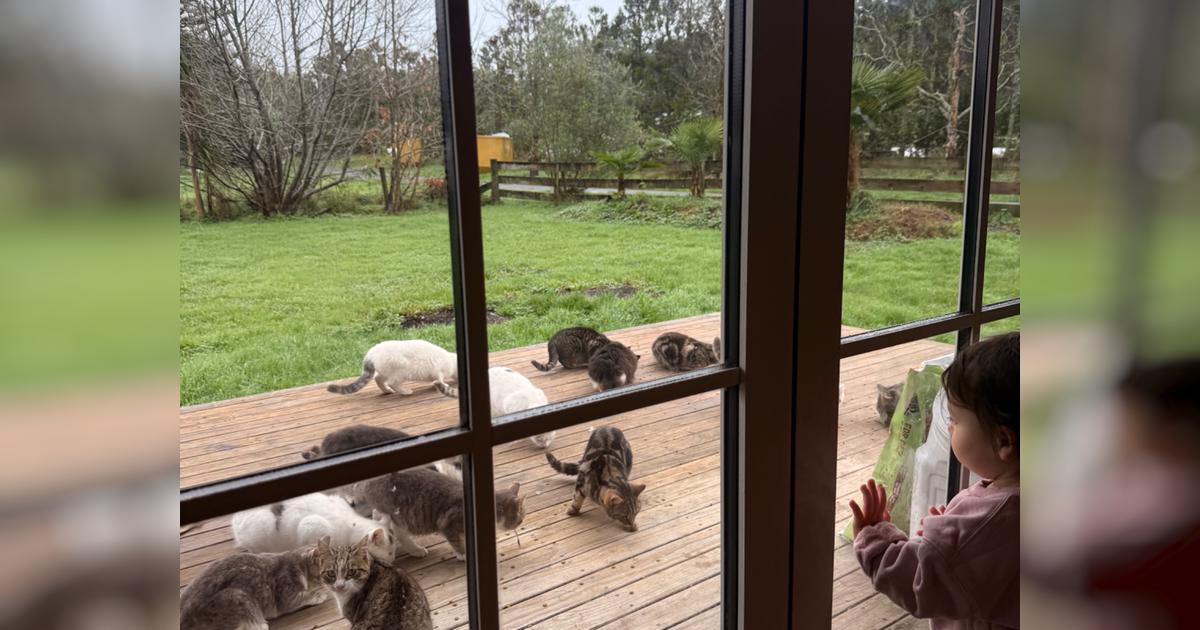 Help Feed and Shelter 21+ Farm Cats This Winter! - Givealittle