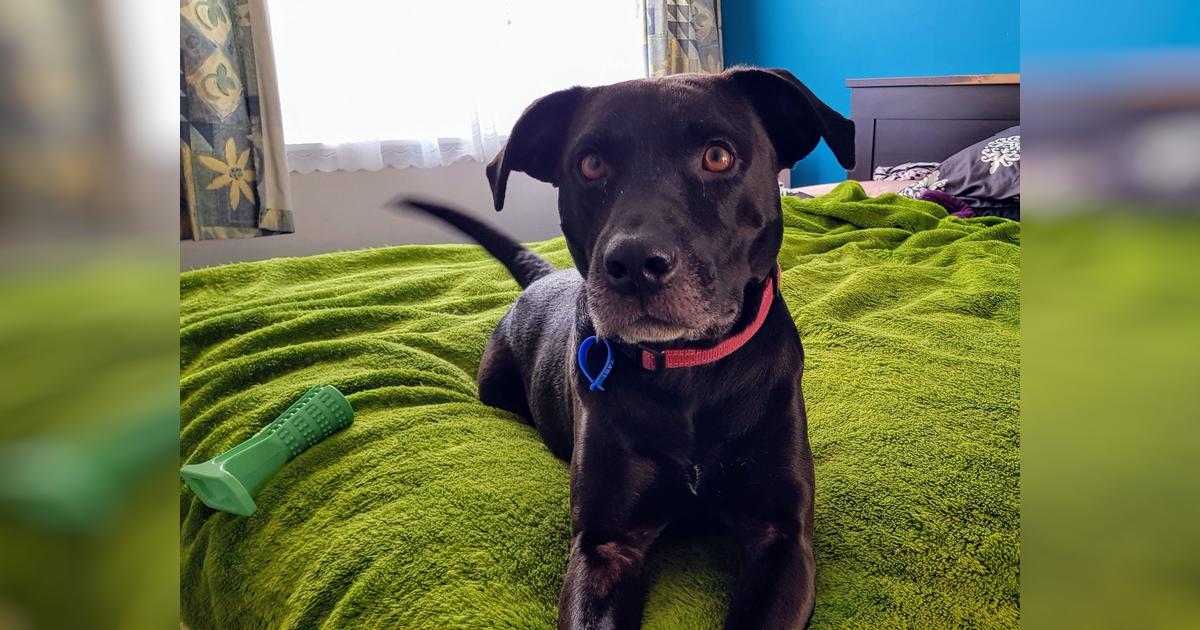 Help Heal K9 Ruby's Pain - Givealittle