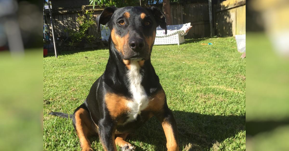 My family dog Mahi needs new legs. - Givealittle