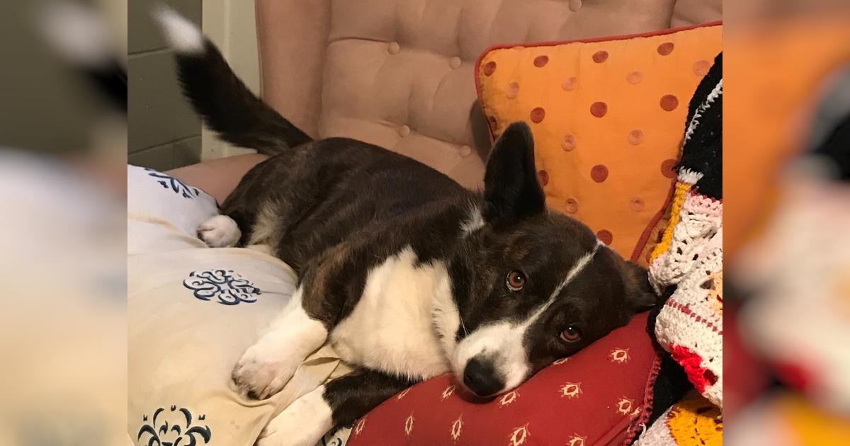 Spinal Surgery for Ian the Corgi - Givealittle