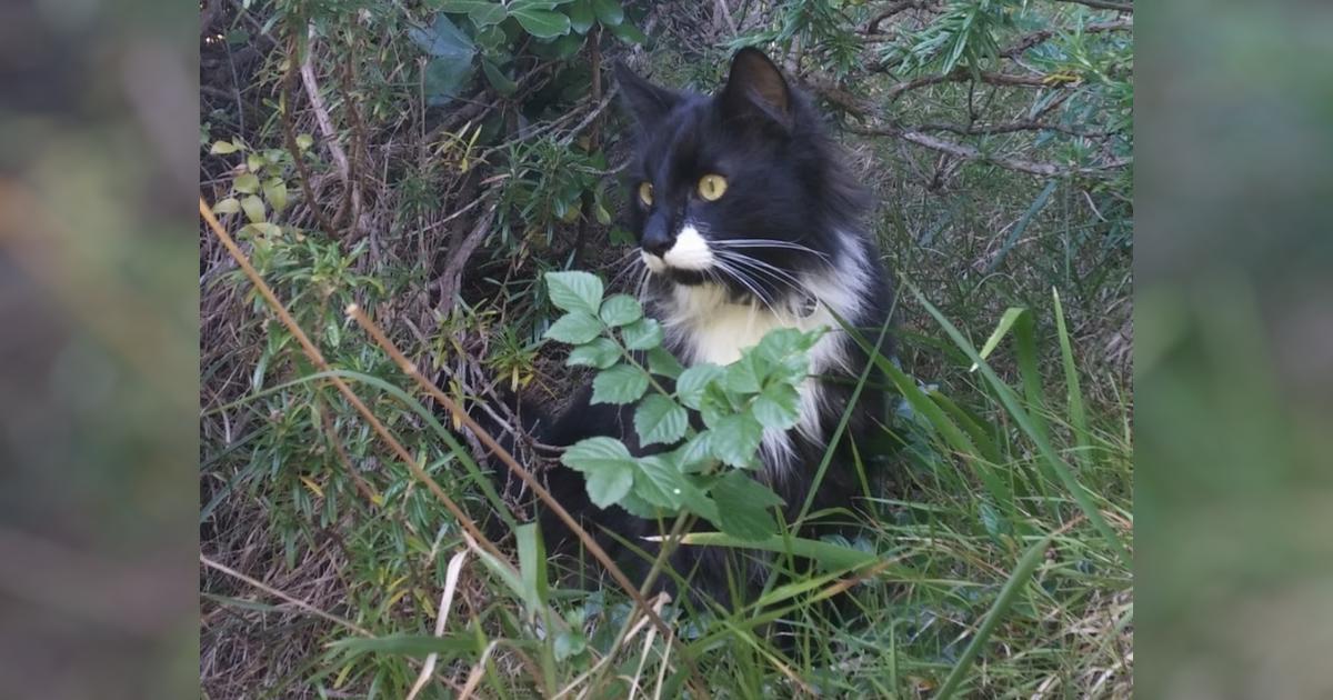 Emergency surgery for Kit - Givealittle