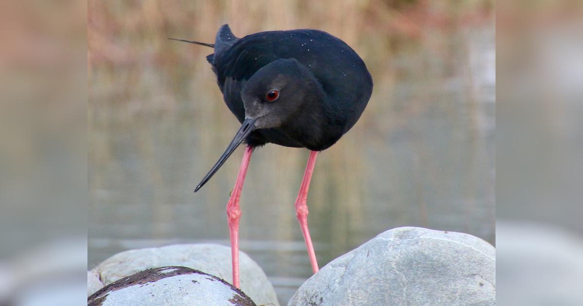 The Kakī Need Us! - Givealittle