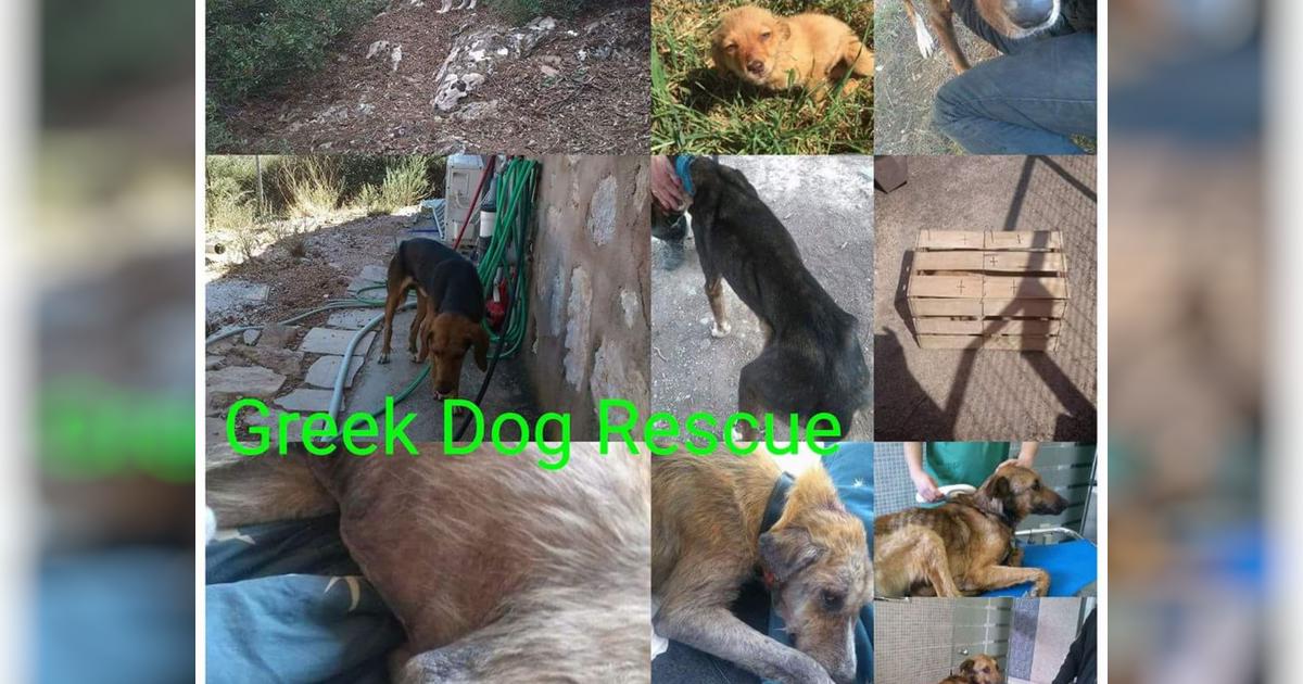Greek Dog Rescue - Givealittle