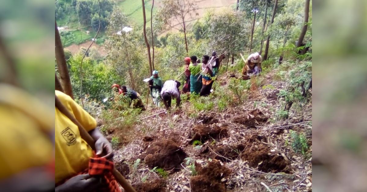 Rubuguri Tree Planting - stage 6 - Givealittle