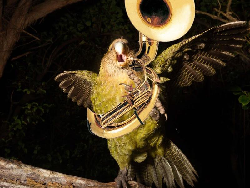 Crash Bandihoot Kakapo Fundraiser Hut Spectacular - Updates - Givealittle