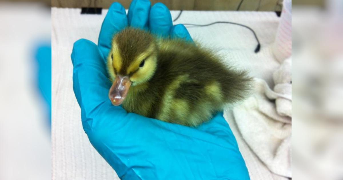 Avian 3D Prosthetics - Givealittle