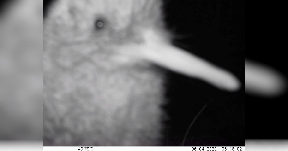 Atarau Sanctuary: predator-free kiwi crèche and restoration project ...